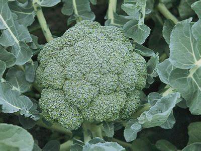 Products | Butcher Farms