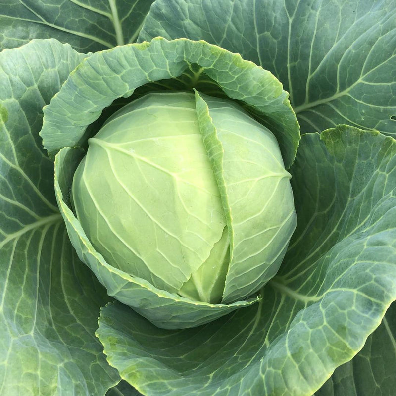 Products | Butcher Farms